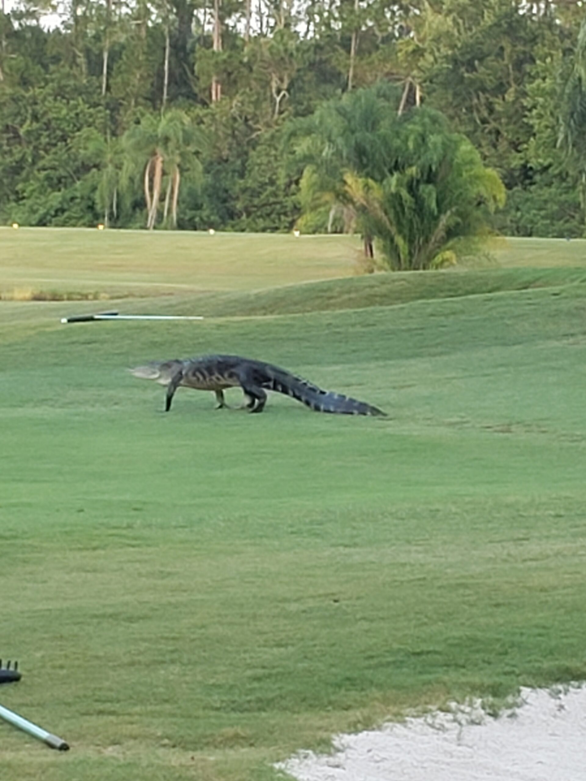 Wildlife on the Golf Course - SnowMan Golfer